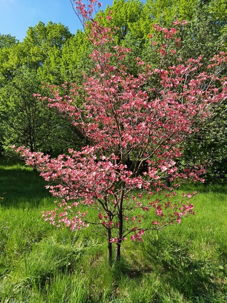 Flowering Dogwood Water Requirements