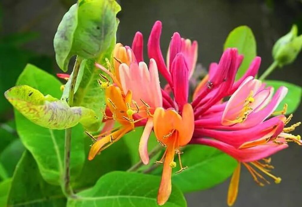 35 Stunning Multicolor Flowers That Will Brighten Your Garden