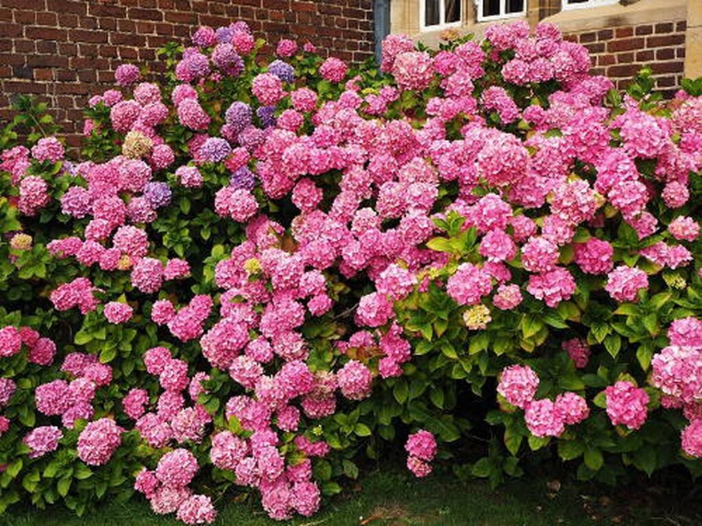 29 Stunning Pink Flowering Bushes That Brighten Any Garden