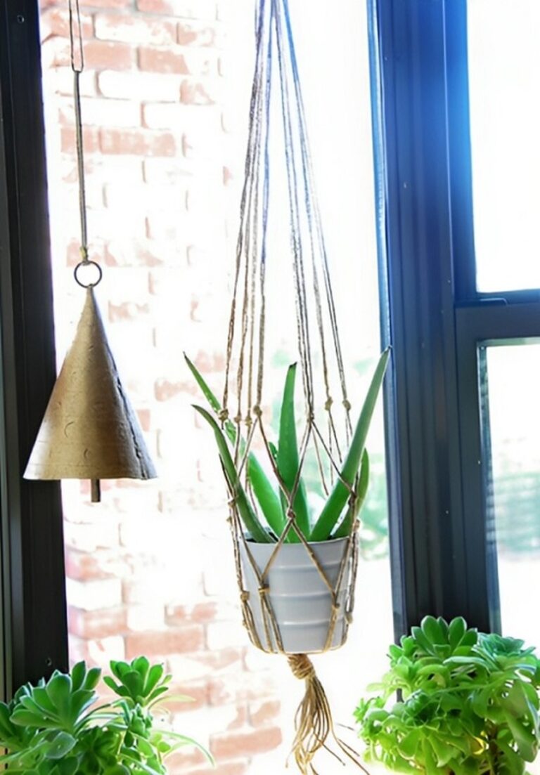 27 Stunning Aloe Vera Plant Display Ideas Indoors for Your Home