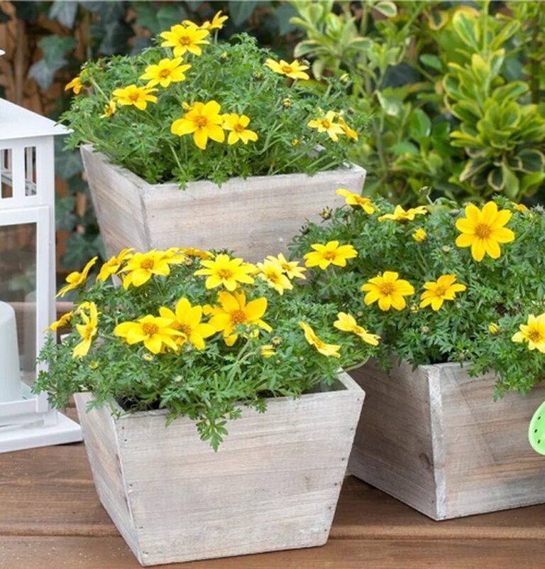 26 Stunning Gold Flowers That Add Luxury To Any Garden