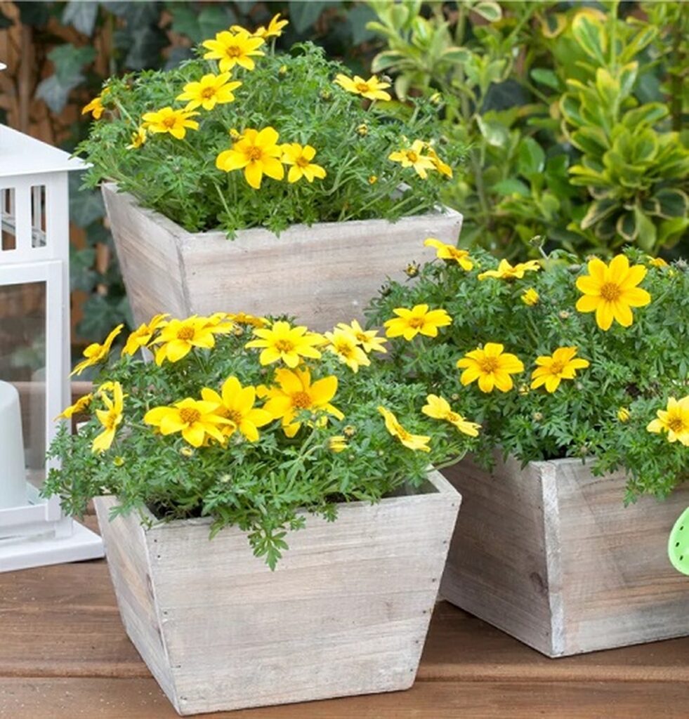 26 Stunning Gold Flowers That Add Luxury To Any Garden