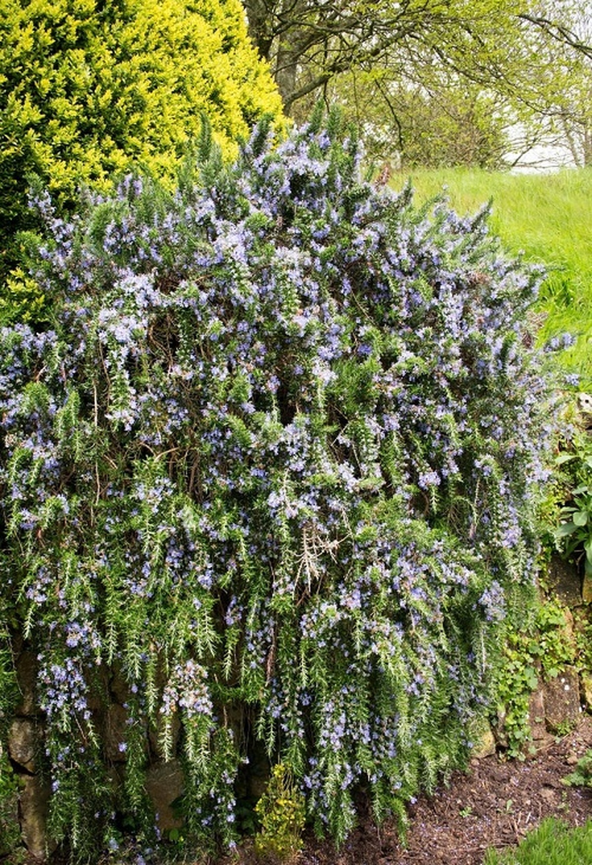 8 Amazing Creeping Rosemary Varieties to Brighten Your Garden
