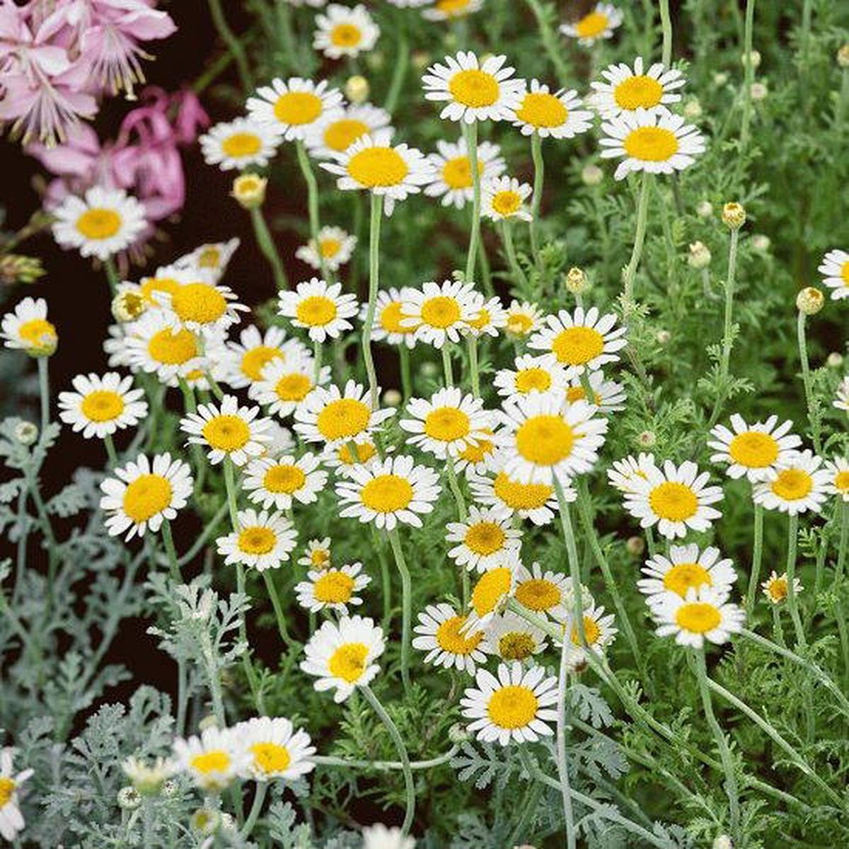 13 Beautiful Russian Flowers That Bloom Across The Land