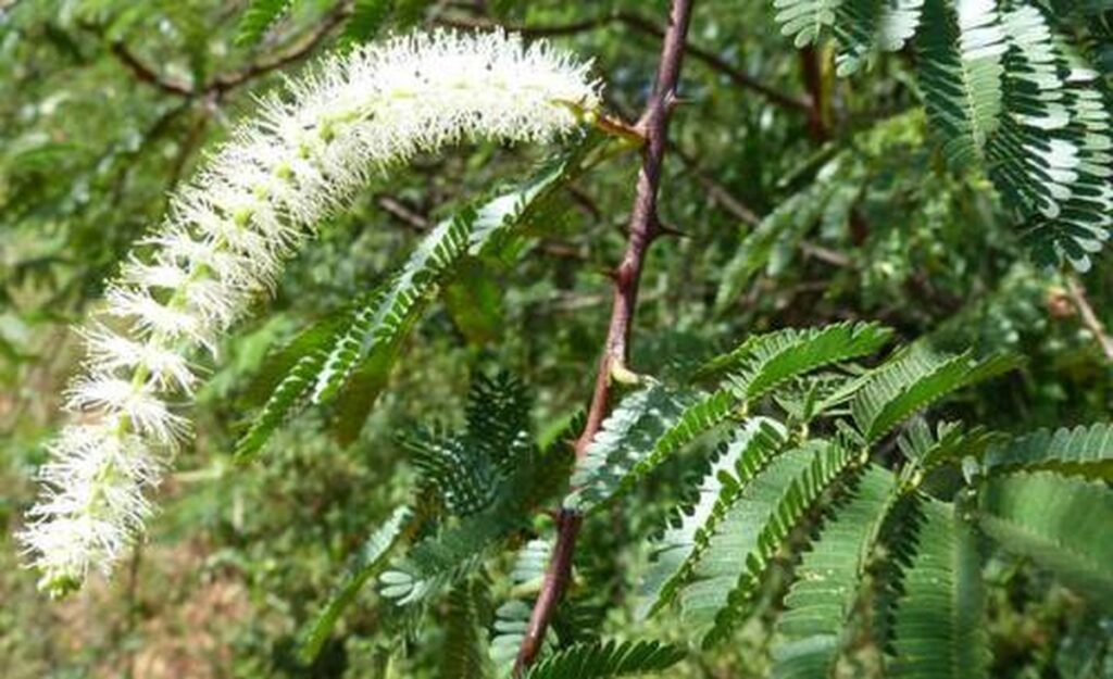 18 Beautiful Sacred Plants That Inspire Wonder Worldwide