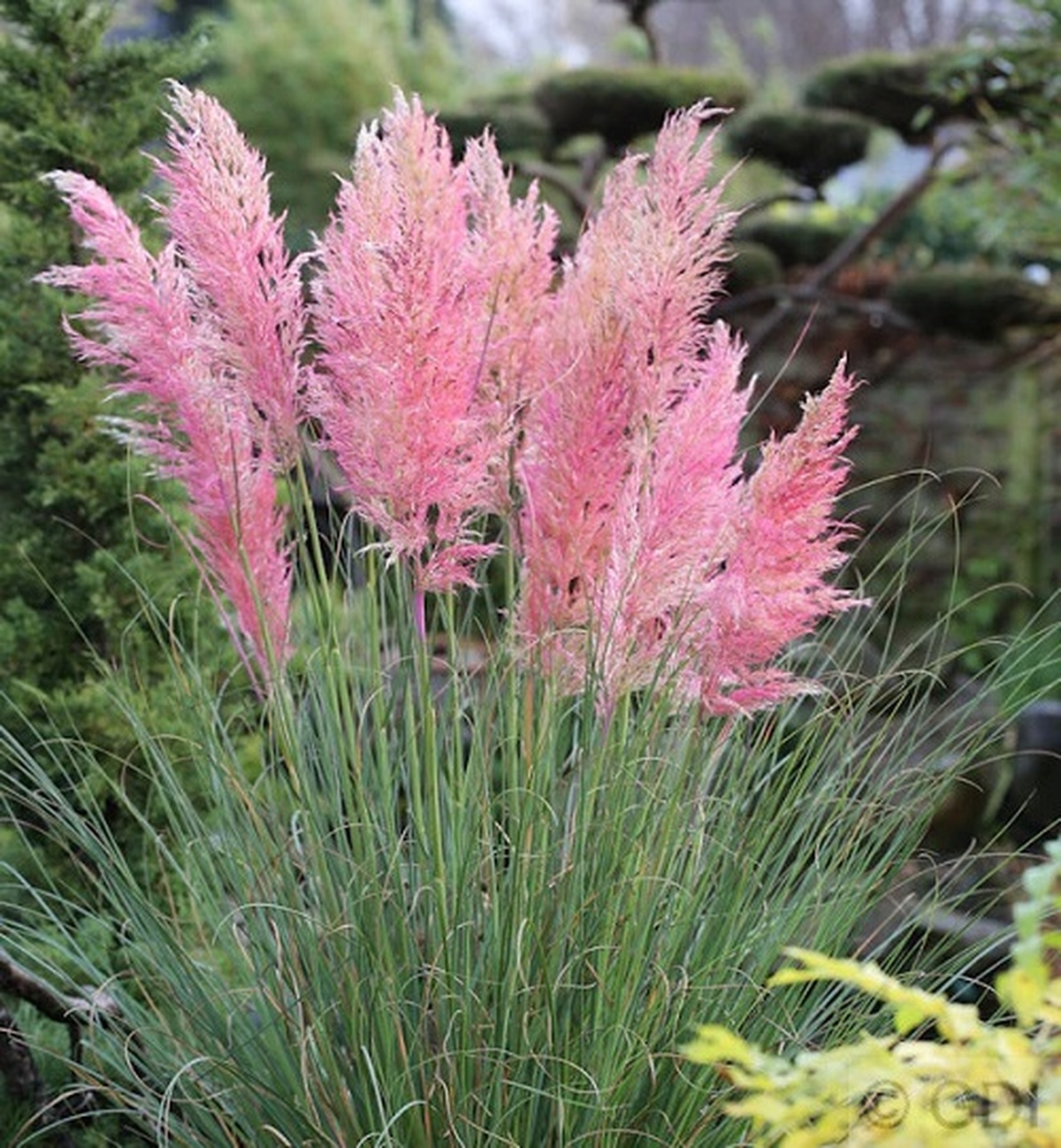 10 Stunning Flowers That Look Like Feathers for Your Garden
