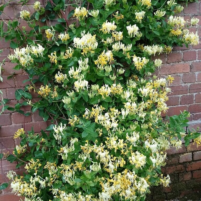 23 Beautiful Honeysuckle Varieties to Brighten Your Garden