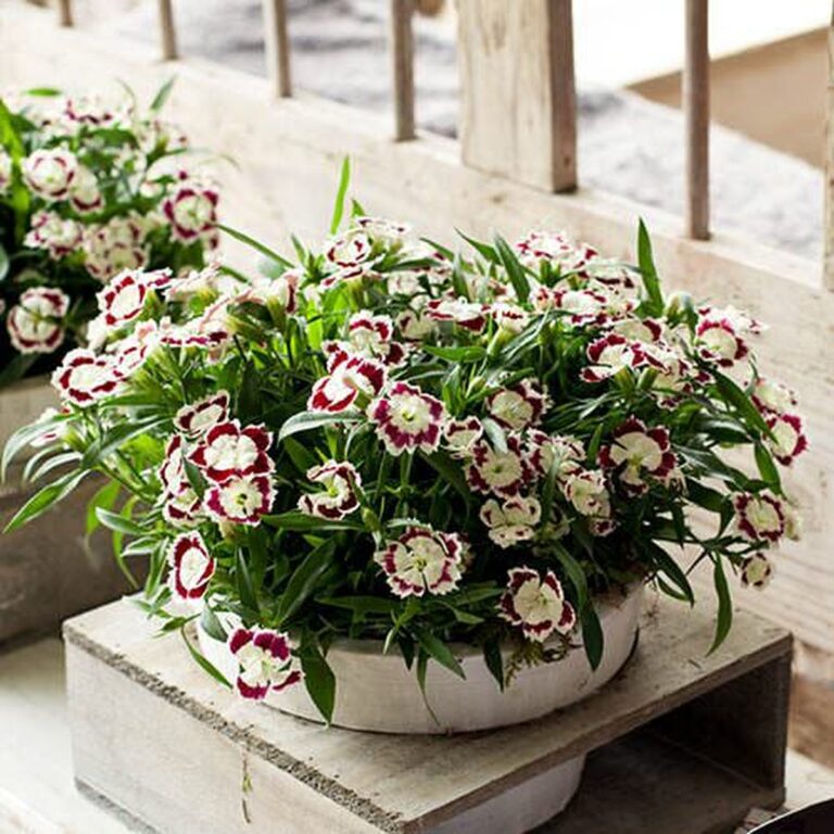 22 Beautiful Greek Flowers to Brighten Your Garden Today