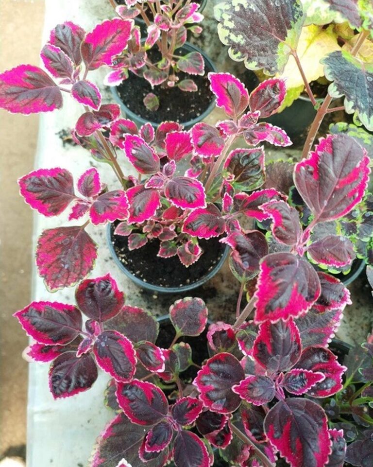 54 Stunning Purple Coleus Varieties to Brighten Your Garden
