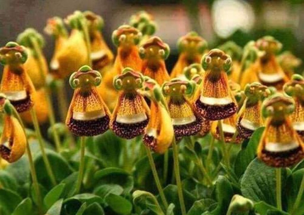 24 Bizarre Plants That Look Strangely Funny in Nature