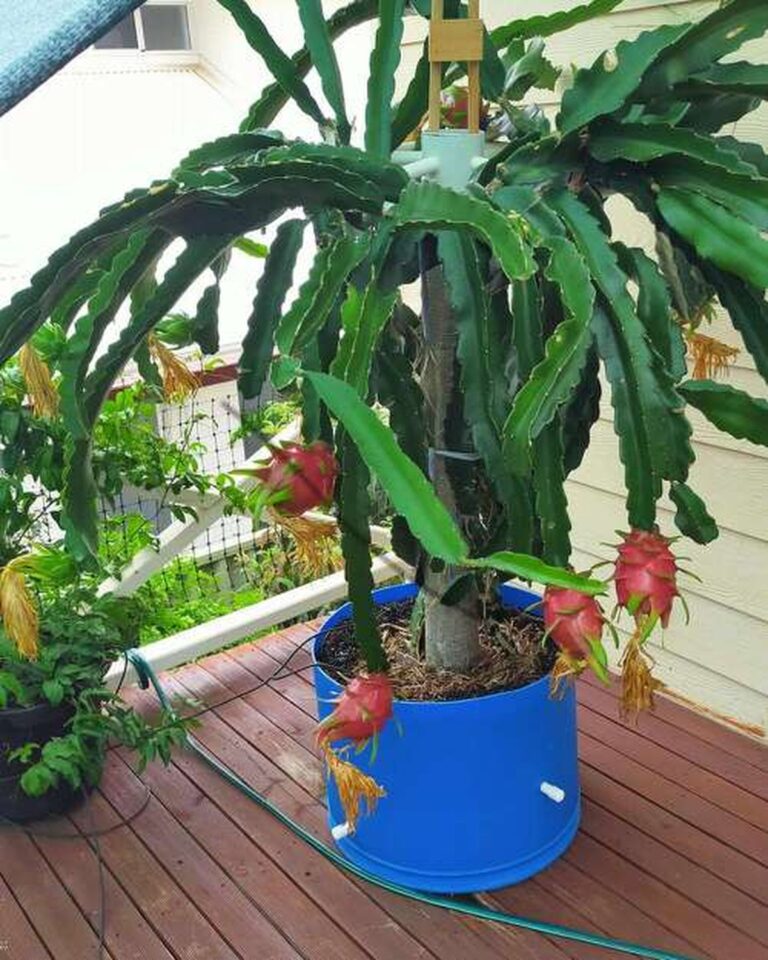 15 Delightful Fruits That Grow on Vines and Climbers