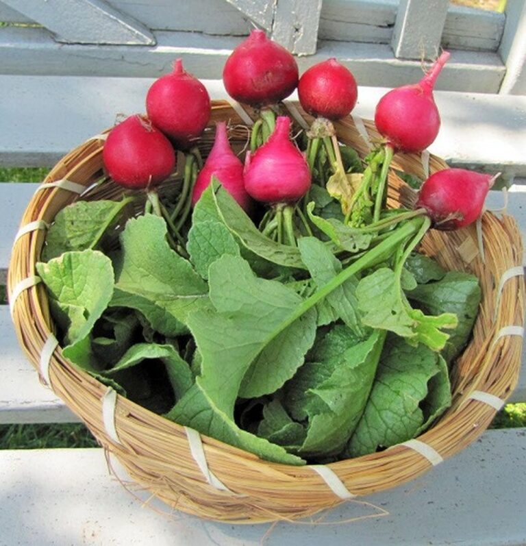 40 Exciting Radish Varieties Perfect for Your Container or Garden