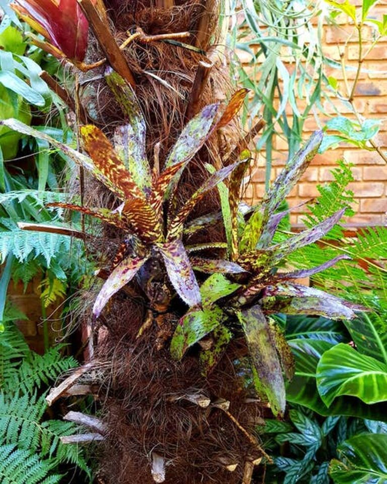 12 Stunning Full Sun Bromeliads That Thrive in Bright Gardens