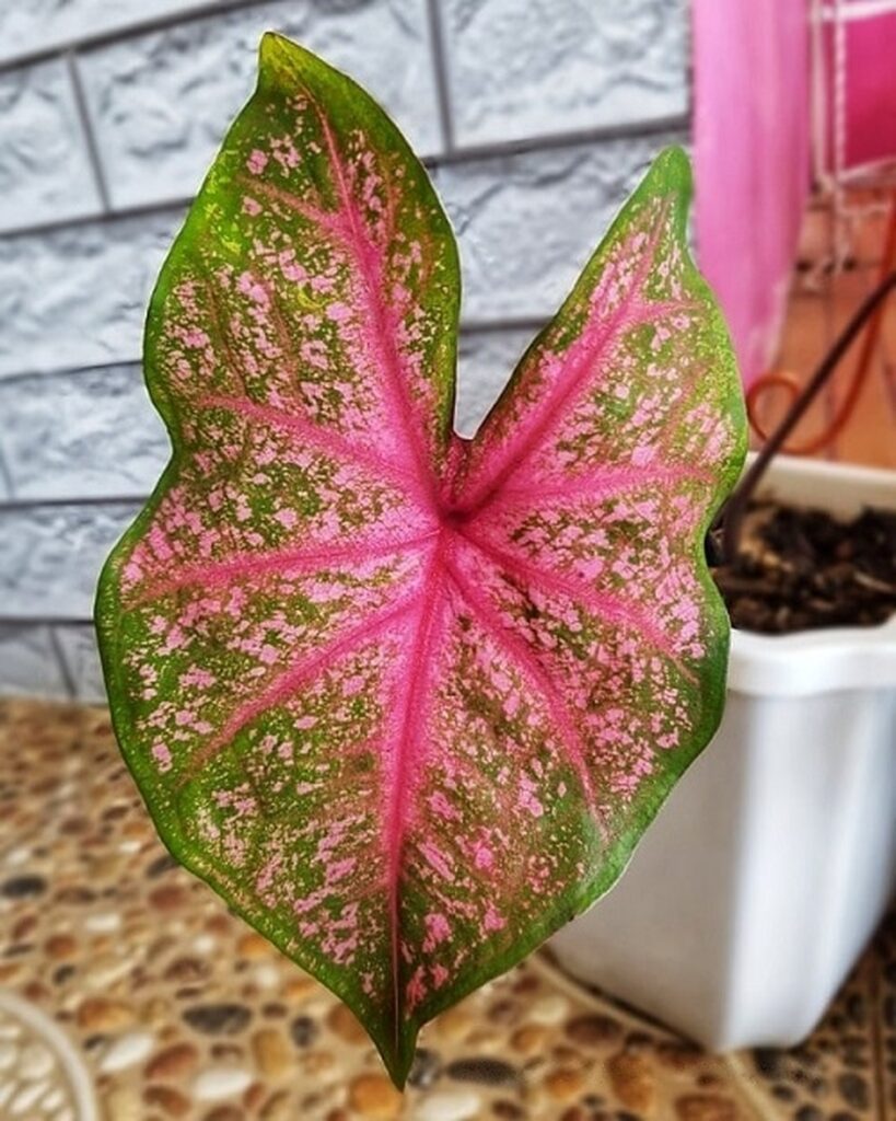 17 Stunning Plants That Look Like Elephant Ears But Aren't
