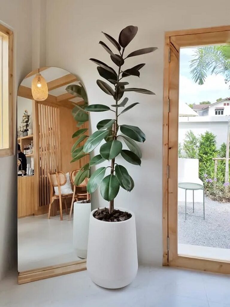21 Stunning Tall Plants for Living Room Corner Ideas That Impress