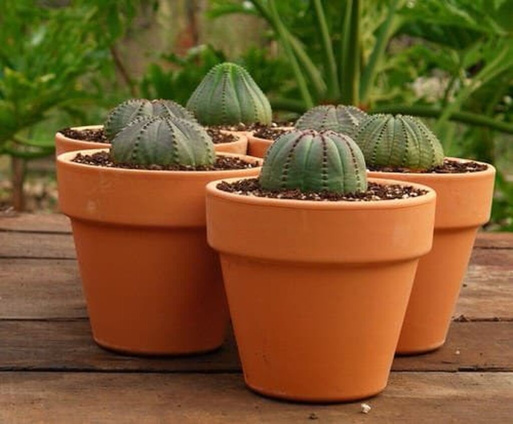 28 Stunning Rare Cactus Plants to Transform Your Home Garden