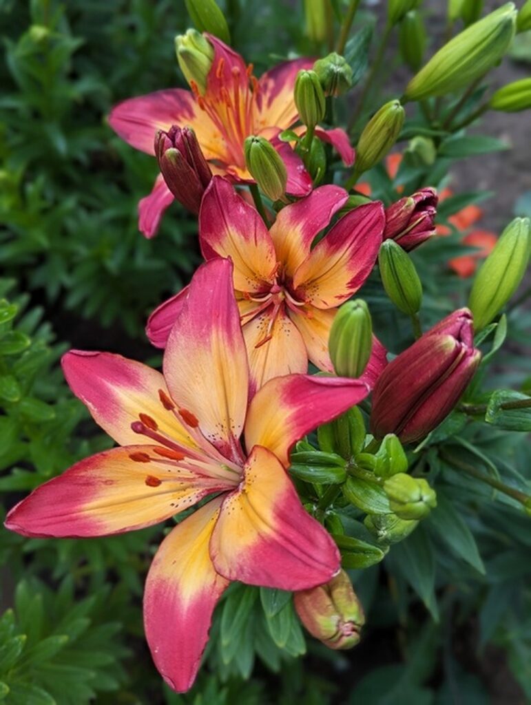 20 Stunning Pink Lily Varieties That Brighten Any Garden