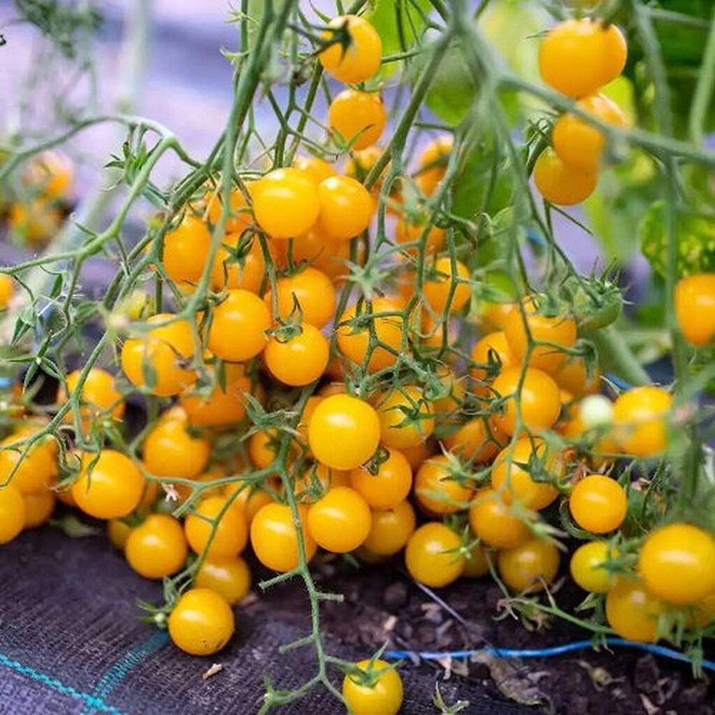 19 Gorgeous Colorful Vegetables to Brighten Your Garden Today