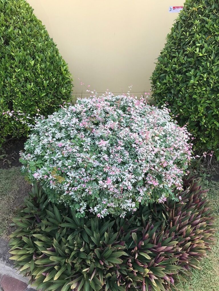 28 Enchanting White Fragrant Flowers for a Dreamy Garden