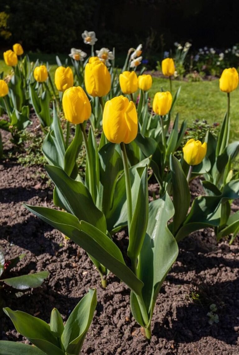 26 Stunning Gold Flowers That Add Luxury To Any Garden