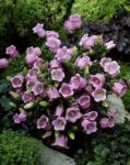 16 Beautiful Types of Campanula That Will Brighten Your Garden