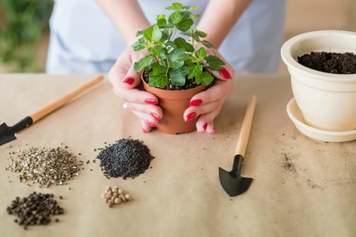 12 Common Indoor Plant Growing Mistakes to Avoid This Year