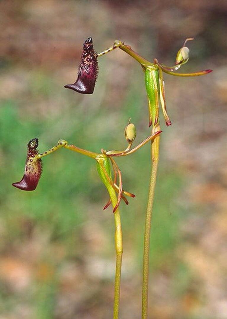 24 Bizarre Plants That Look Strangely Funny in Nature