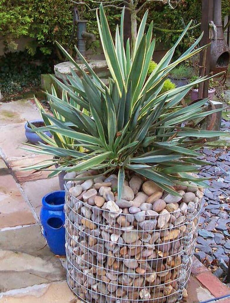 24 Delightful Gabion Plant Stand Ideas for Your Outdoor Oasis