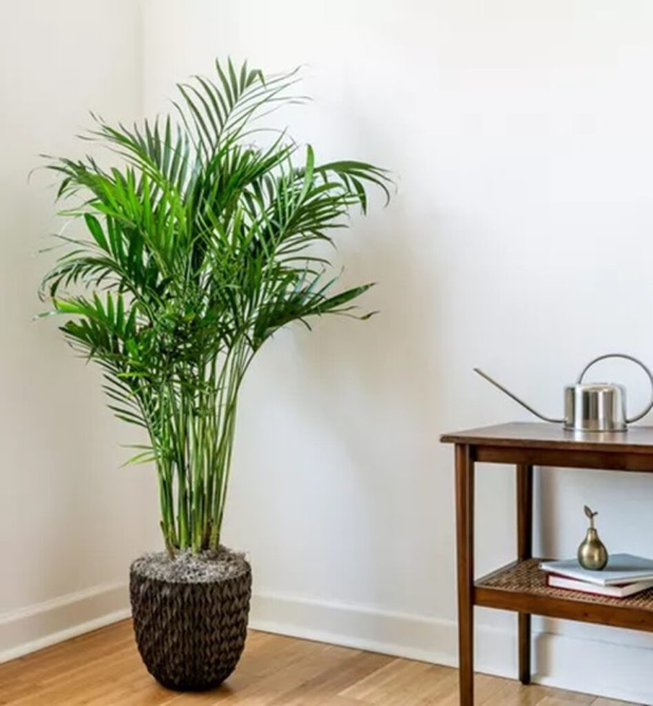 16 Amazing Small Palm Trees That Thrive in Tiny Spaces