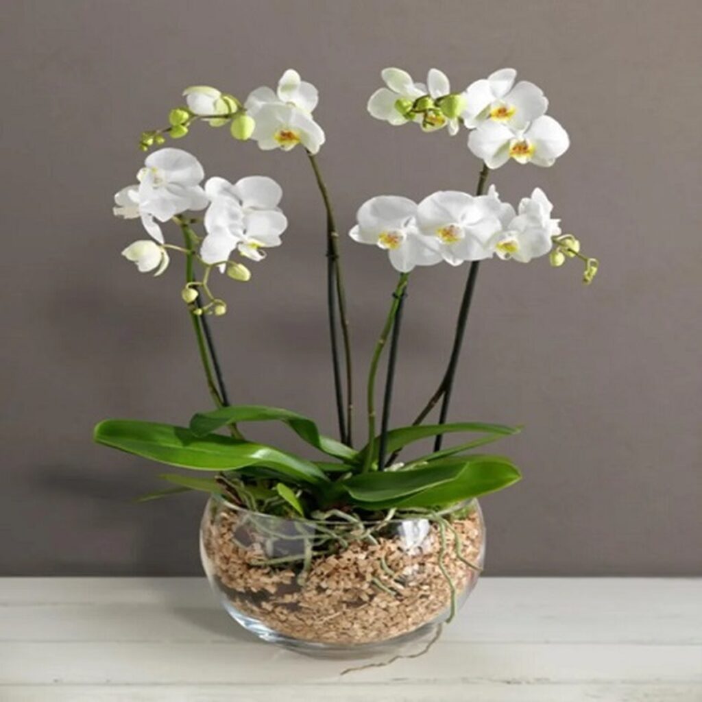 20 Stunning DIY Orchid Pot Ideas to Brighten Your Home