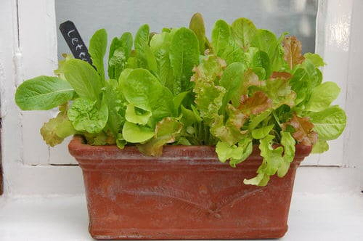 10 Simple Ways to Grow Lettuce Indoors Year Round