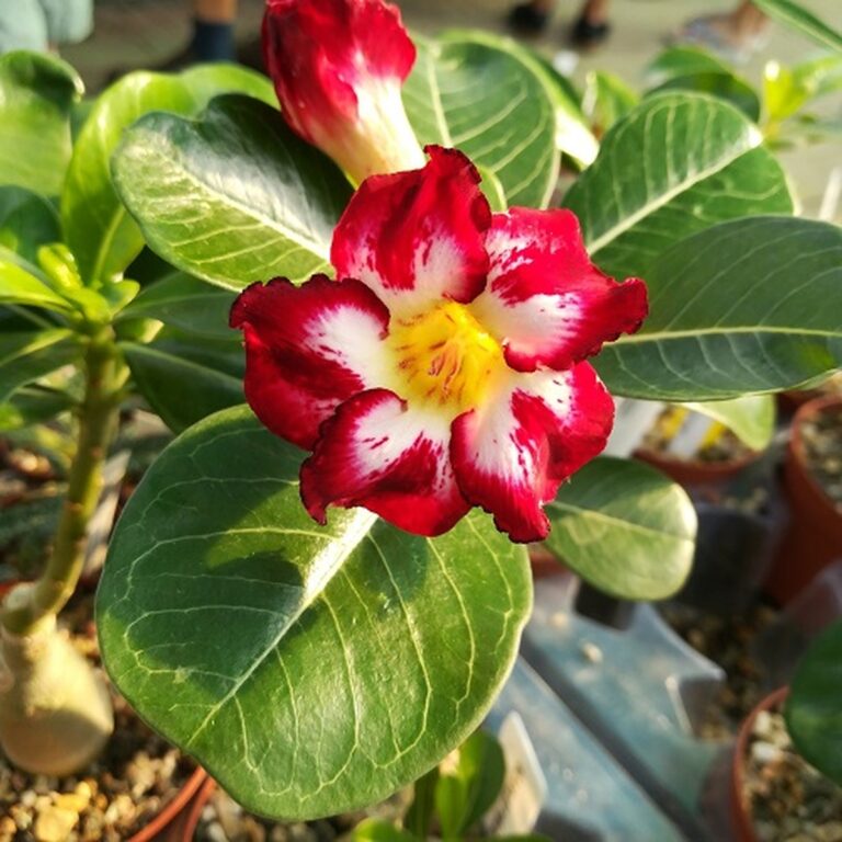 35 Different Types of Desert Rose Varieties to Fall in Love With