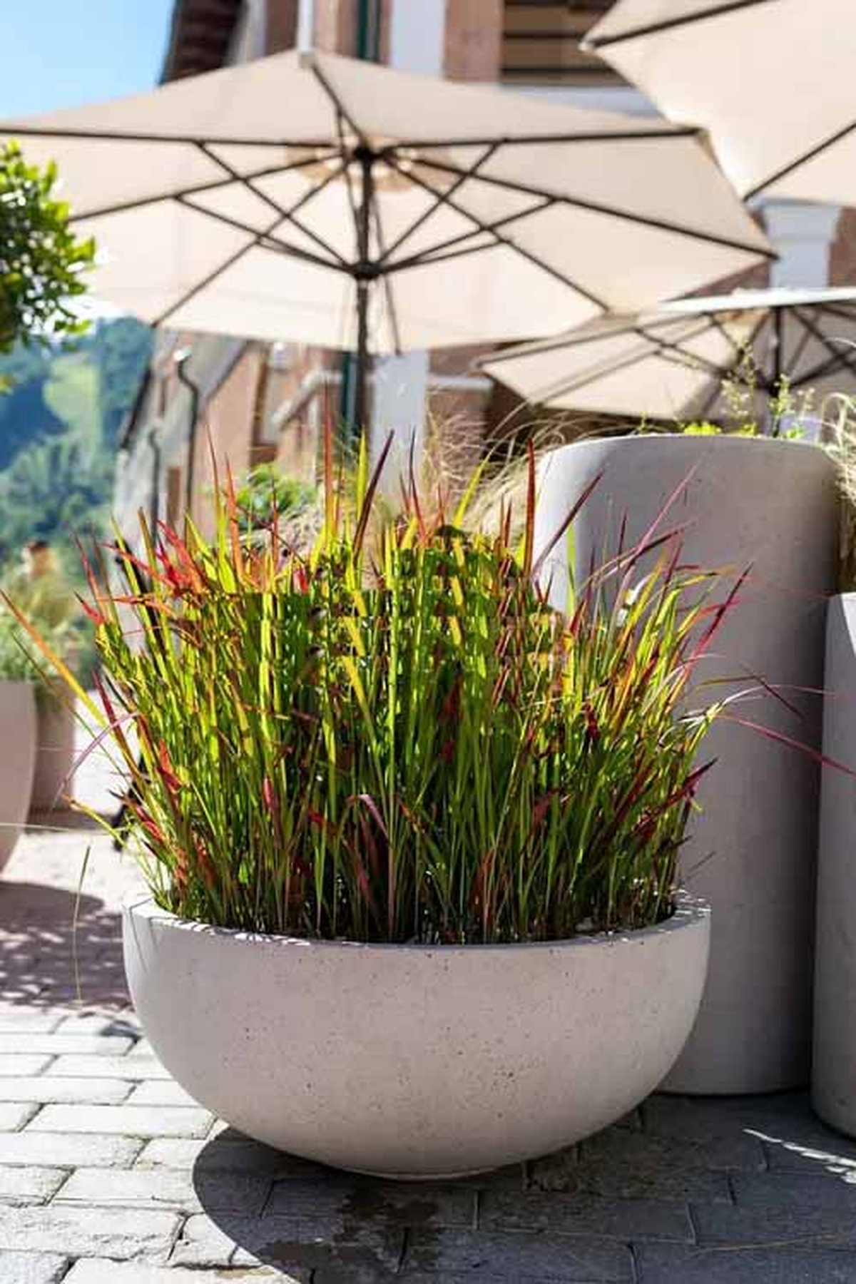 11 Ideal Grasses that Flower for Gardens