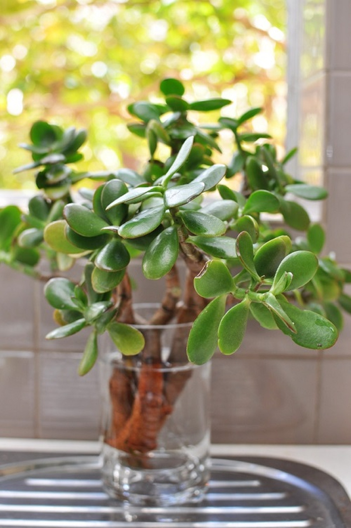 6 Ideal Jade Plant Varieties to Grow in Water