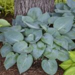 59 Stunning Types of Hostas: Discover These Beautiful Varieties