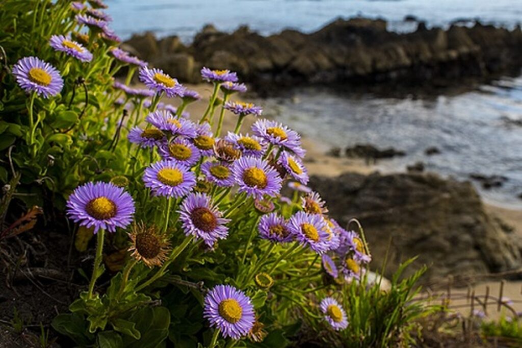 19 Stunning Beach Plants for Indoor and Home Garden Bliss
