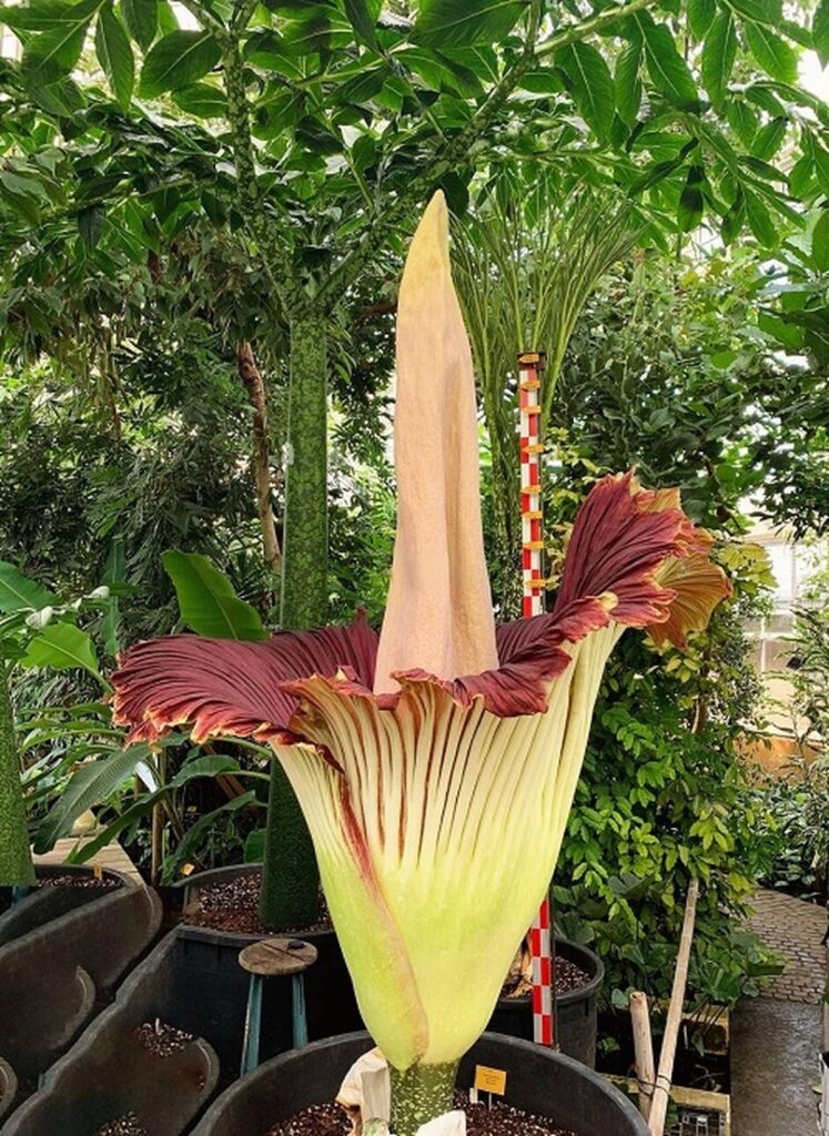 15 Surprising Ugly Flowers That Charm Every Garden Enthusiast