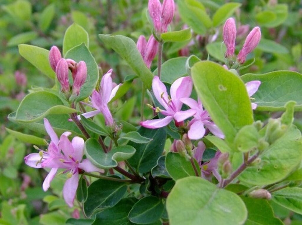 23 Beautiful Honeysuckle Varieties to Brighten Your Garden