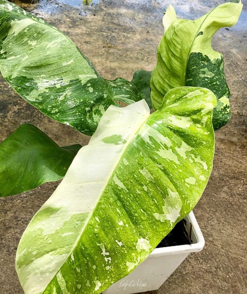 17 Amazing Variegated Philodendrons to Brighten Your Home