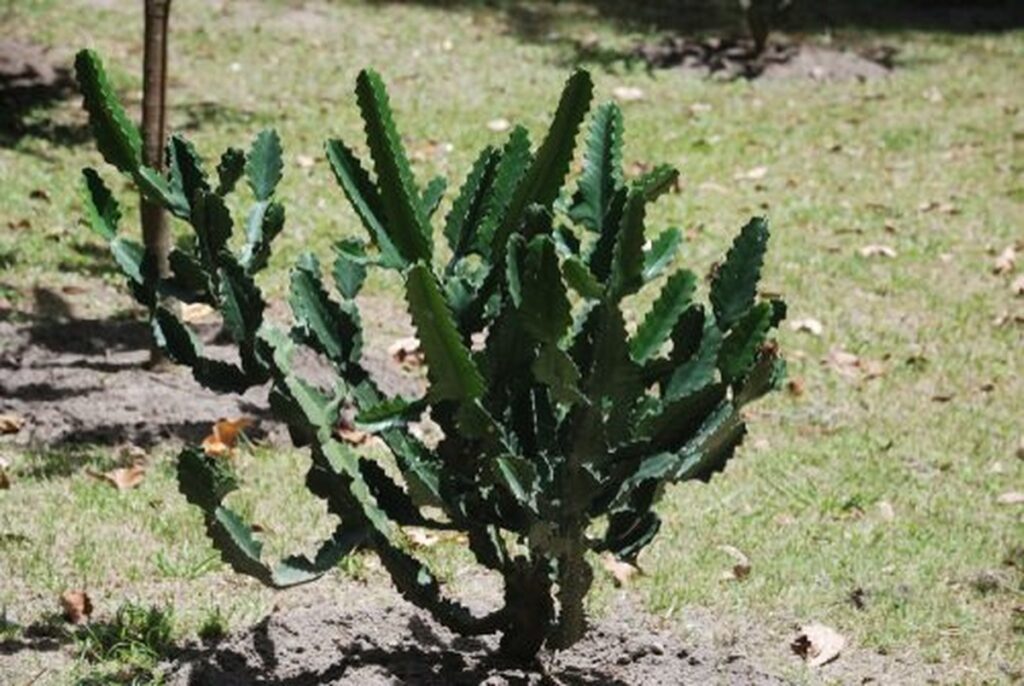 28 Stunning Euphorbia Varieties That Brighten Any Garden