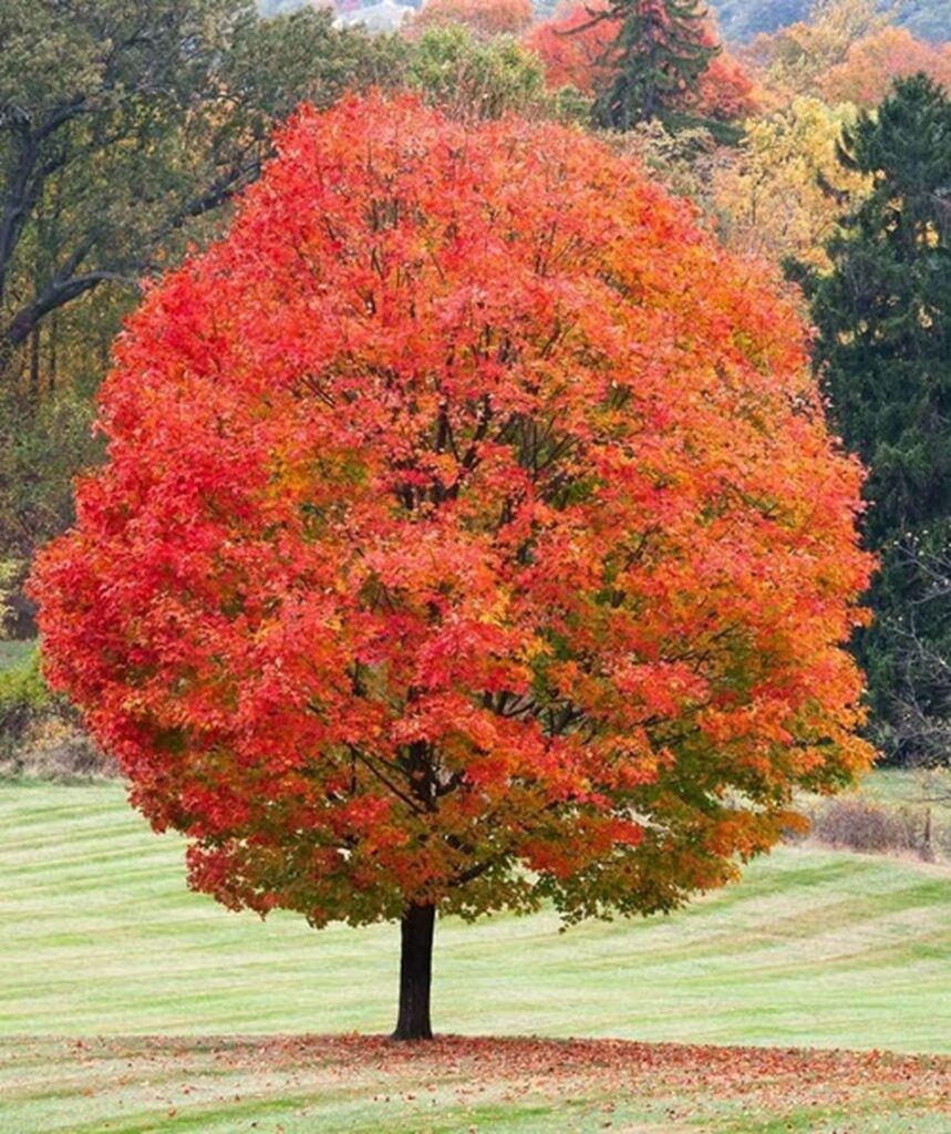15 Exotic Trees With Red Leaves All Year for Your Garden