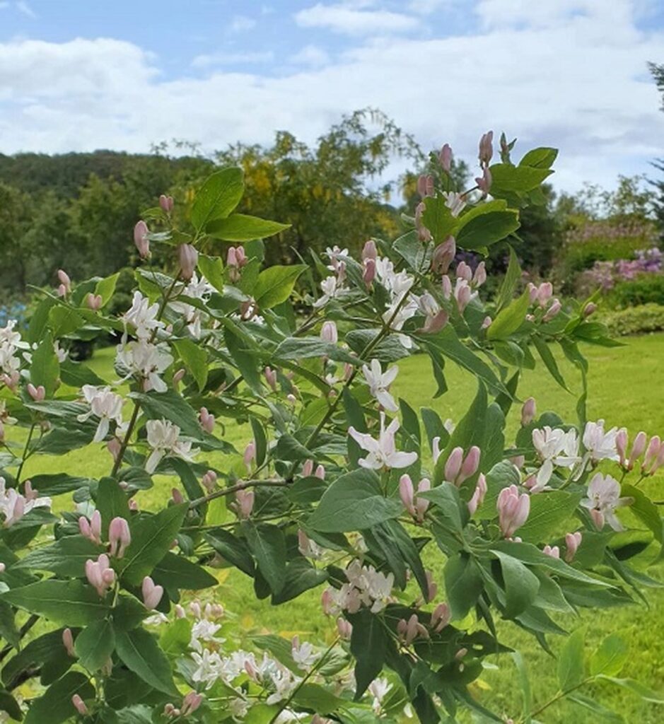 23 Beautiful Honeysuckle Varieties to Brighten Your Garden