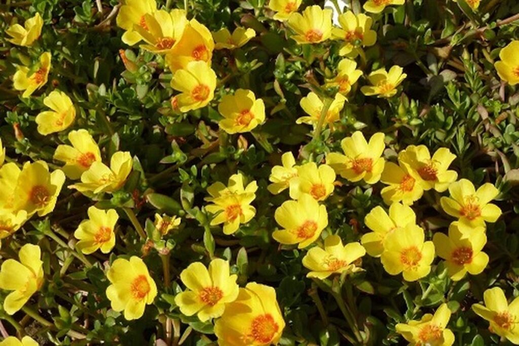29 Stunning Portulaca Varieties That Brighten Every Garden