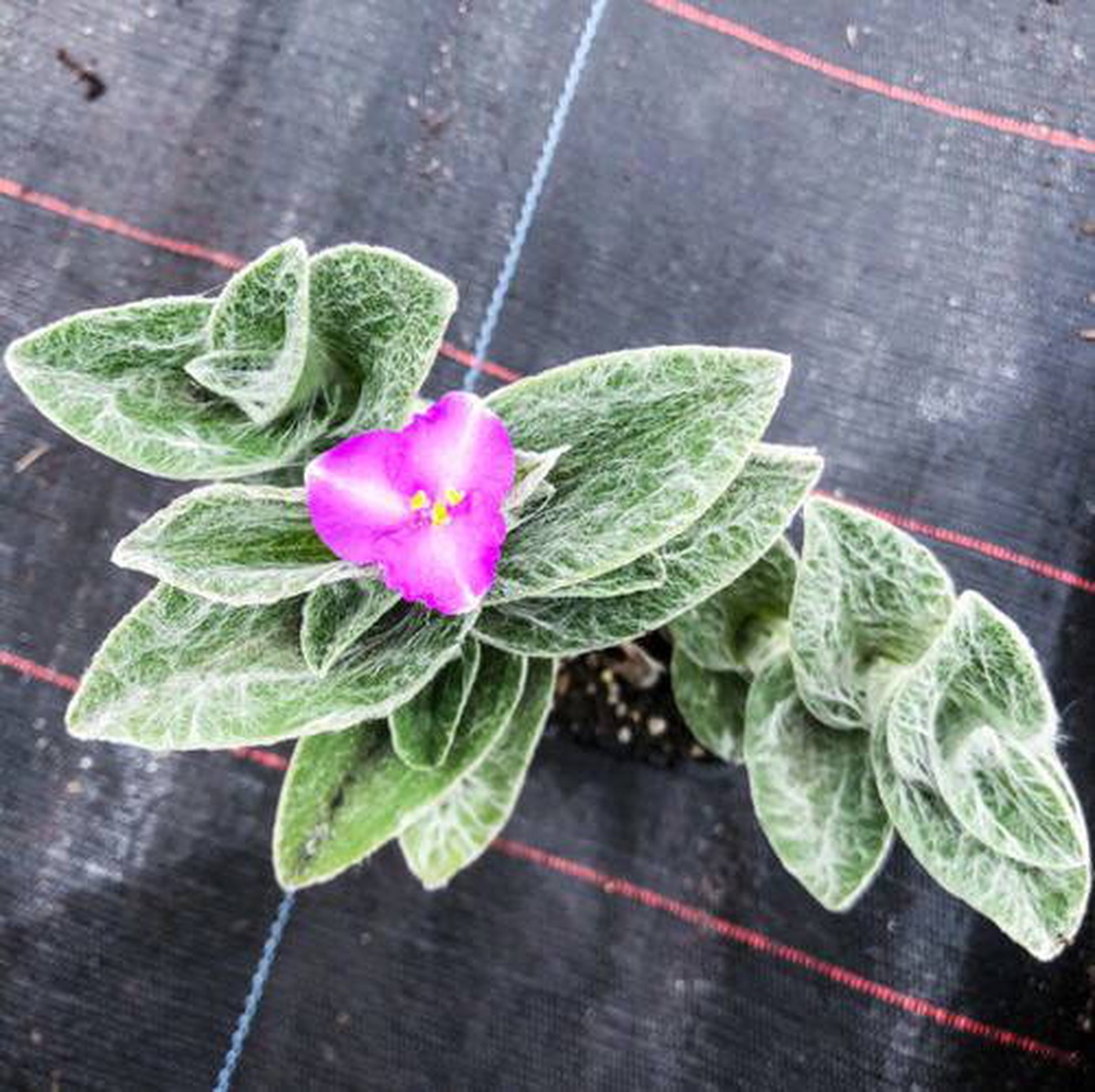 10 Stunning Velvet Leaf Indoor Plants for Your Cozy Home