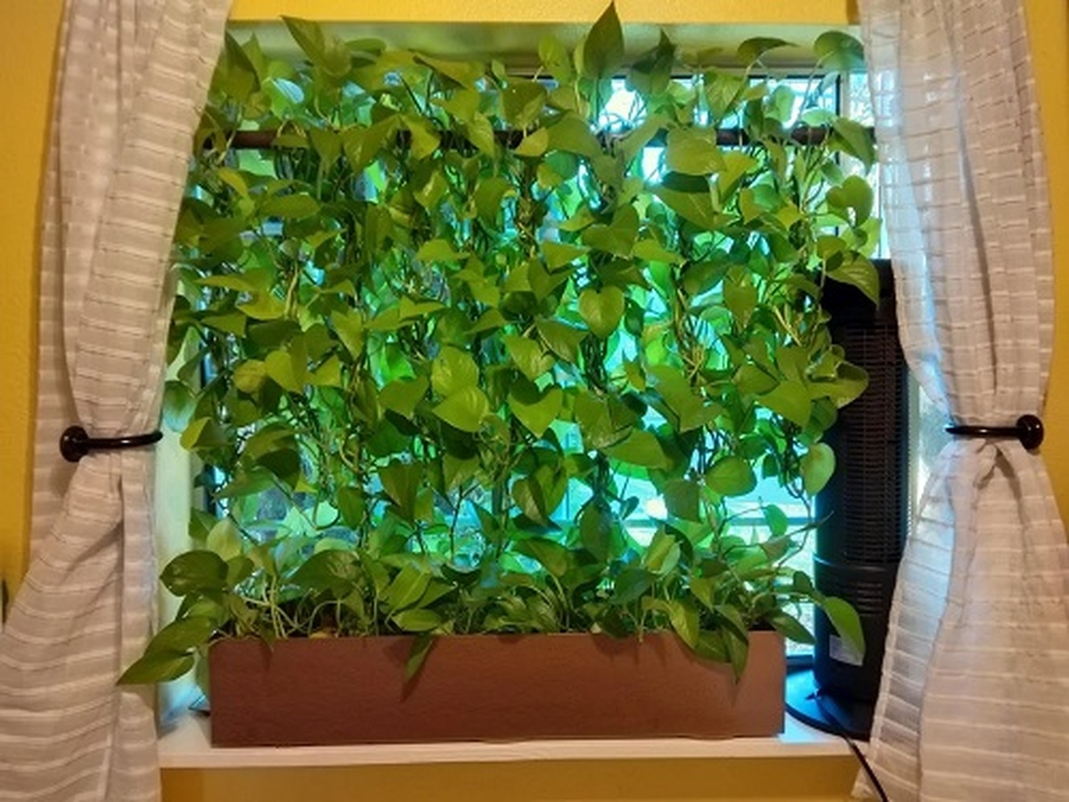 13 Stunning Privacy Plants for Windows to Shield Your Home