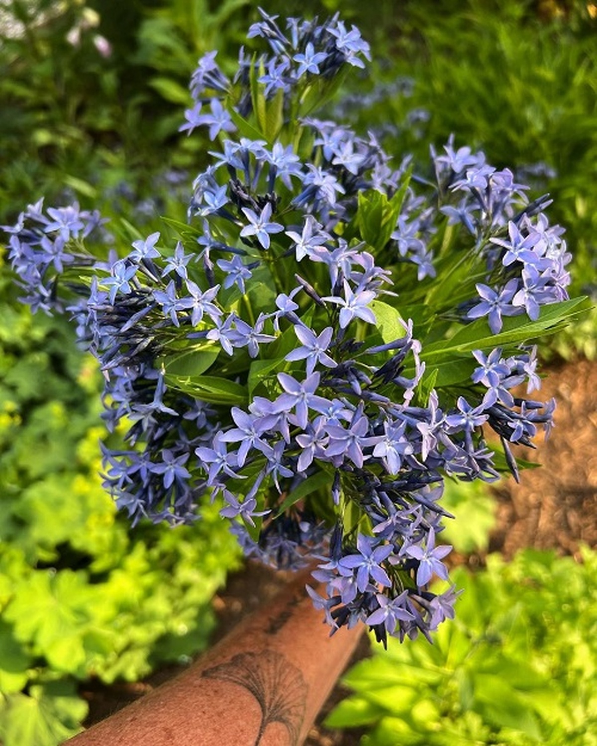 14 Beautiful Flowers That Look Like Stars - Star Shaped Wonders