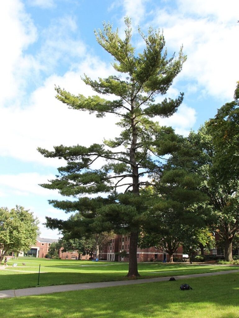 21 Amazing Trees That Reduce Pollution Effectively