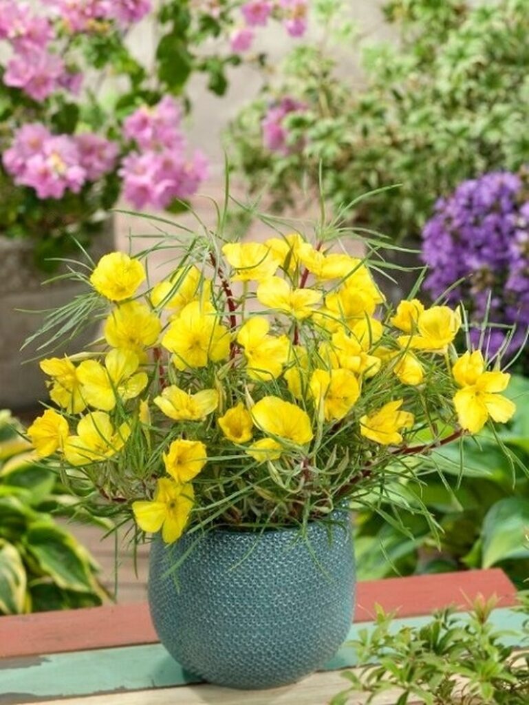 26 Stunning Gold Flowers That Add Luxury To Any Garden