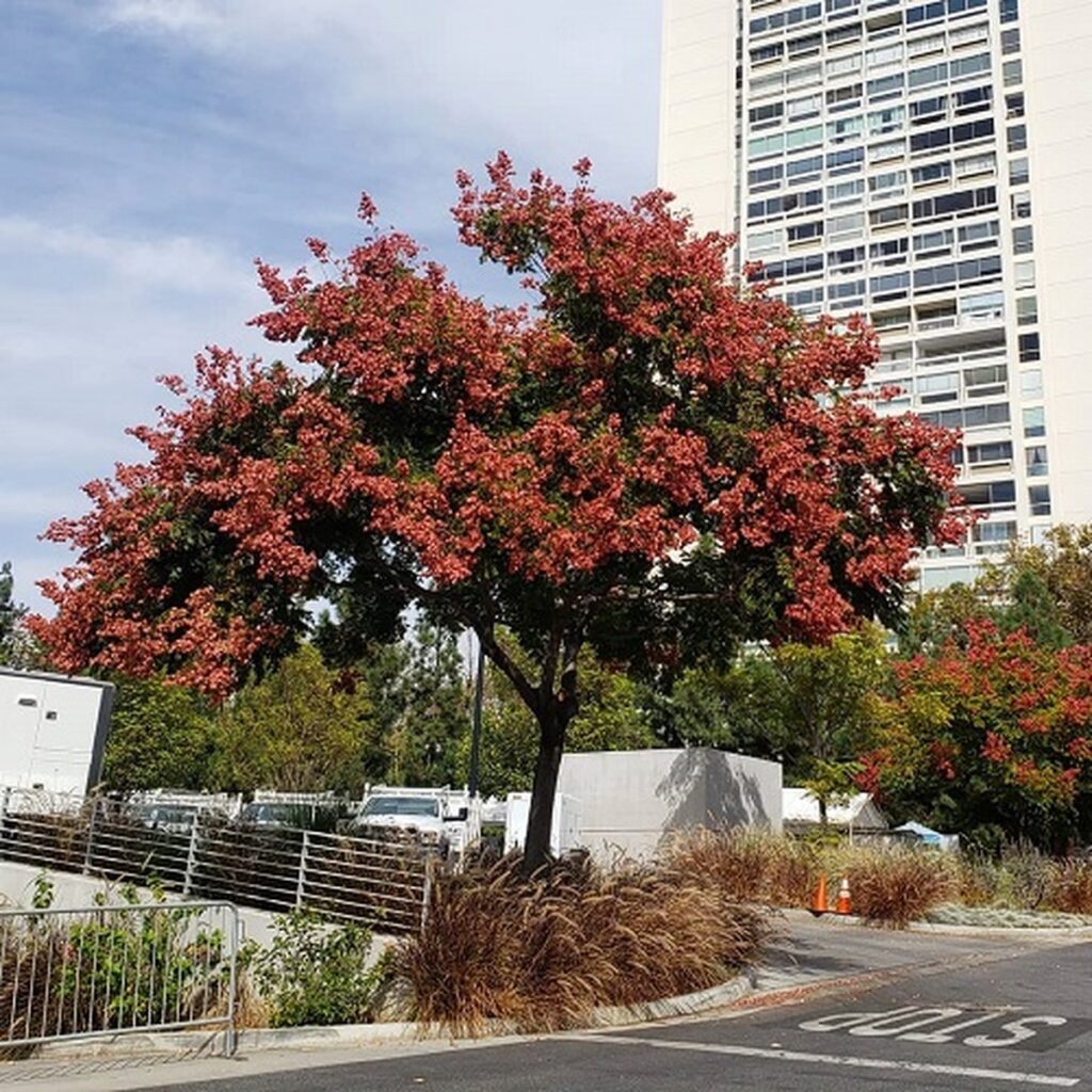 11 Stunning Flame Trees That Will Brighten Up Your Garden