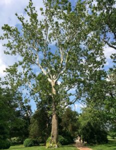 25 Enchanting Trees With Smooth Gray Bark That Stun Year-Round